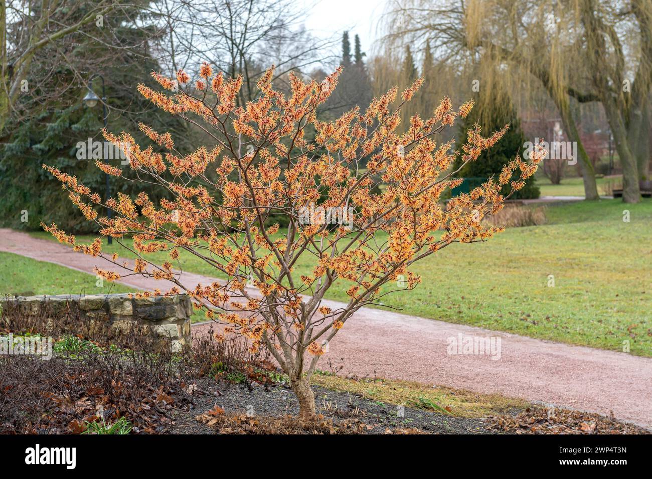 Hybrid witch hazel (Hamamelis x intermedia 'Jelena'), Germany Stock ...