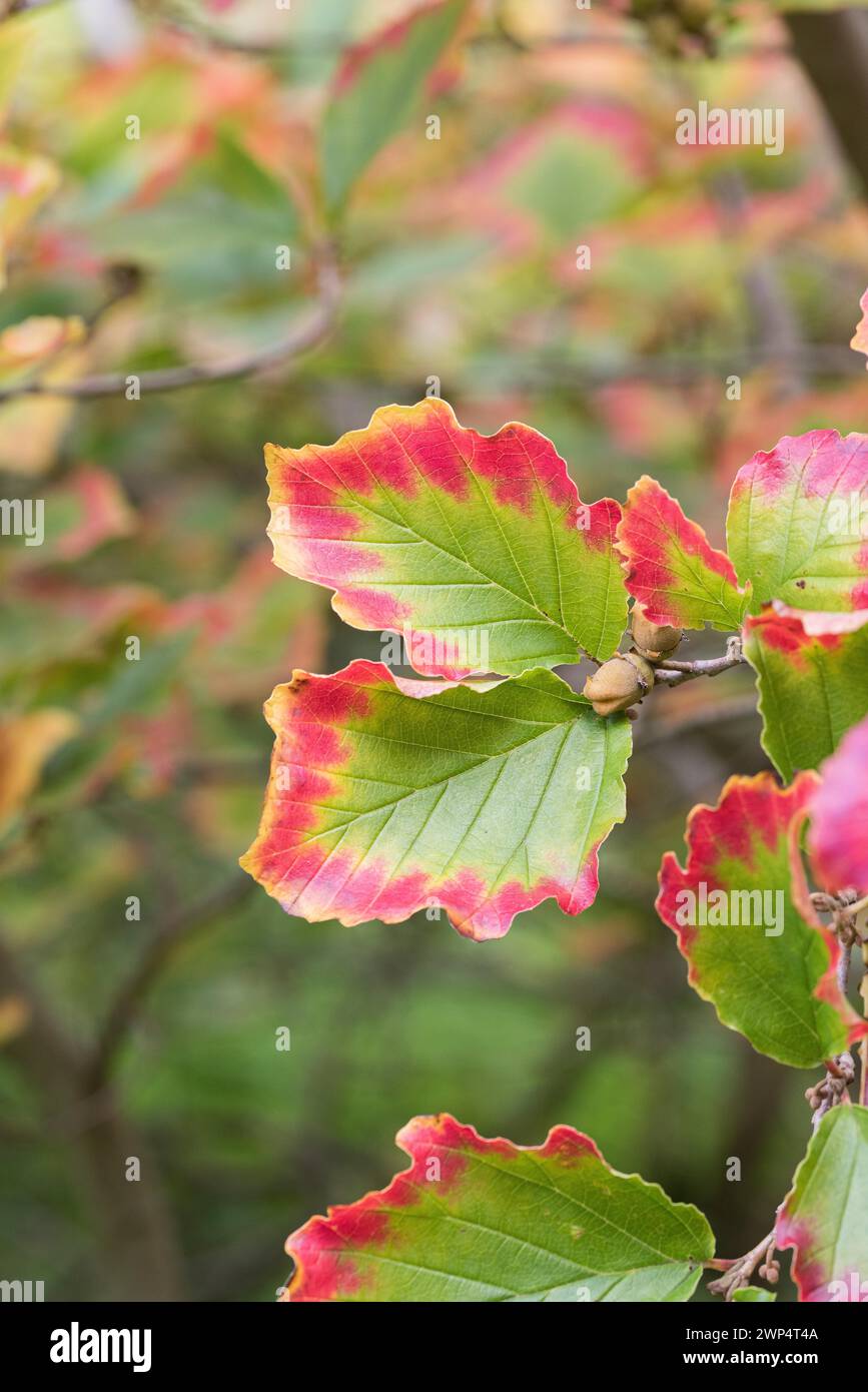 Spring witch hazel (Hamamelis vernalis), Spaeth Arboretum, Germany ...