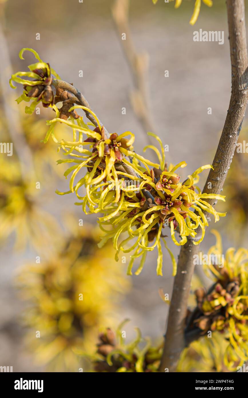 Hybrid witch hazel (Hamamelis x intermedia 'Westerstede'), Saxon State ...