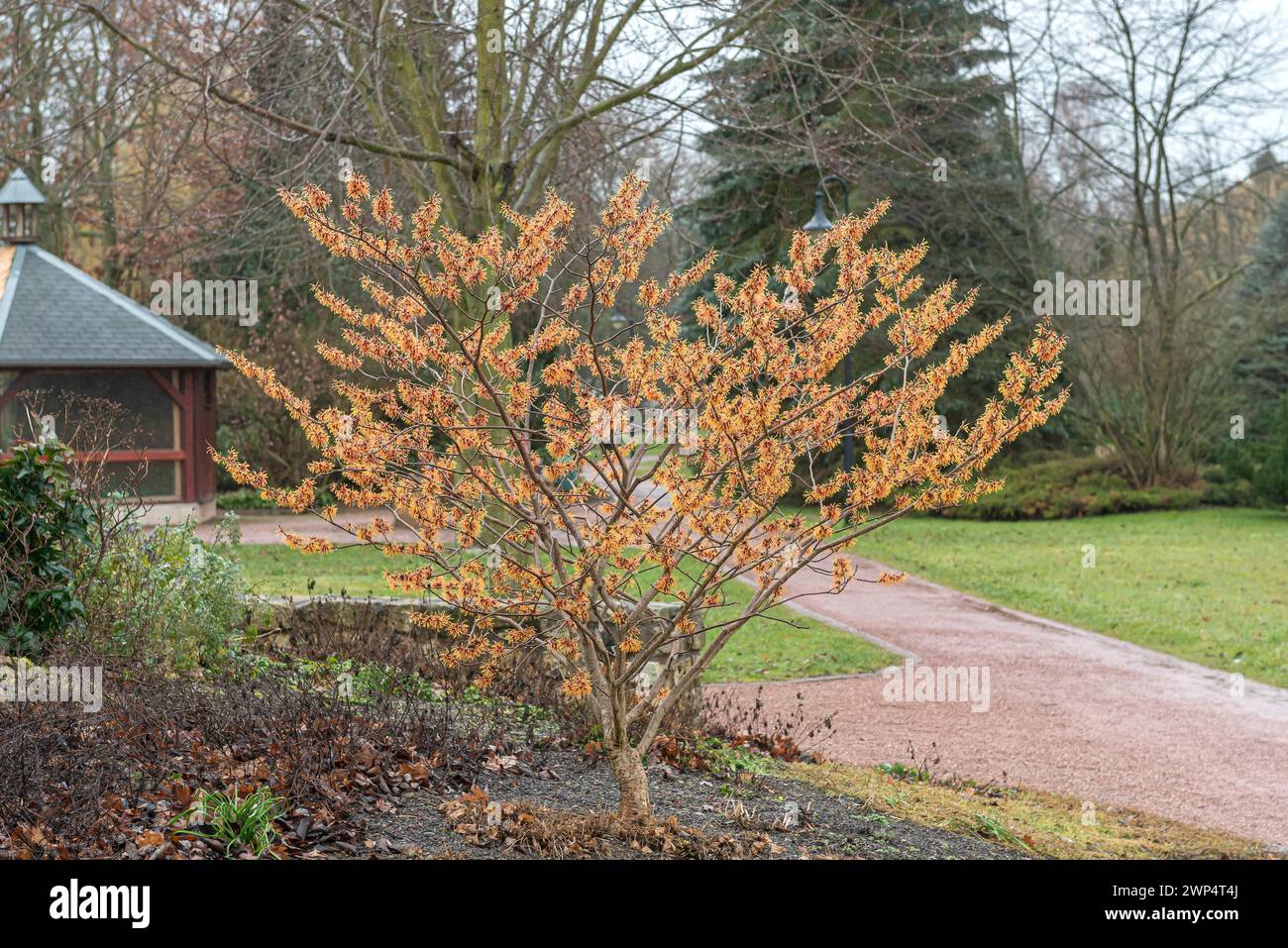 Hybrid witch hazel (Hamamelis x intermedia 'Jelena'), Germany Stock ...