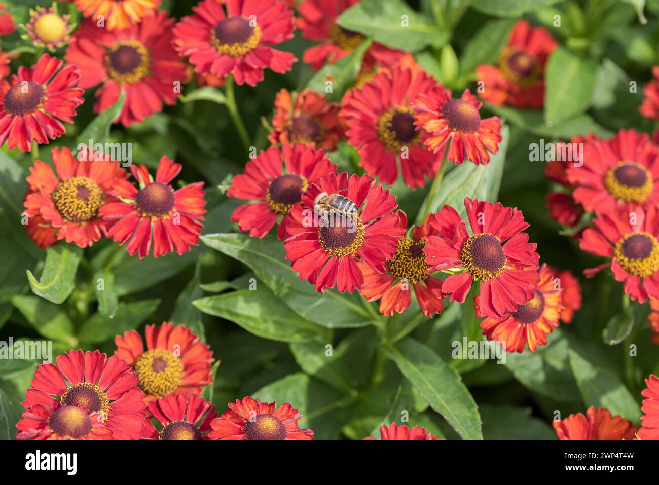Sunflower (Helenium 'Ruby Tuesday'), Staudengaertnerei Ihm, Germany ...