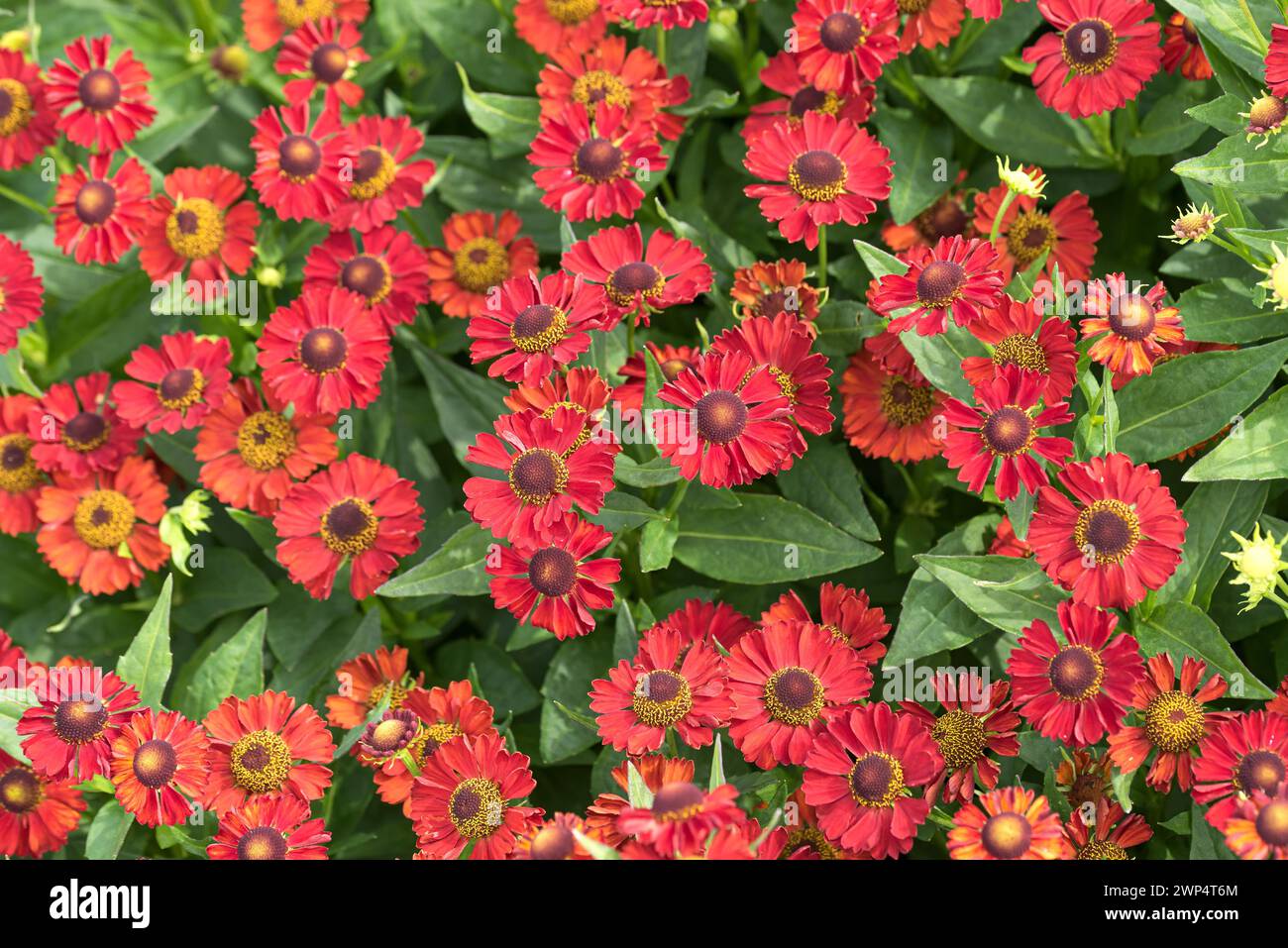 Sunflower (Helenium 'Ruby Tuesday'), Staudengaertnerei Ihm, Germany ...