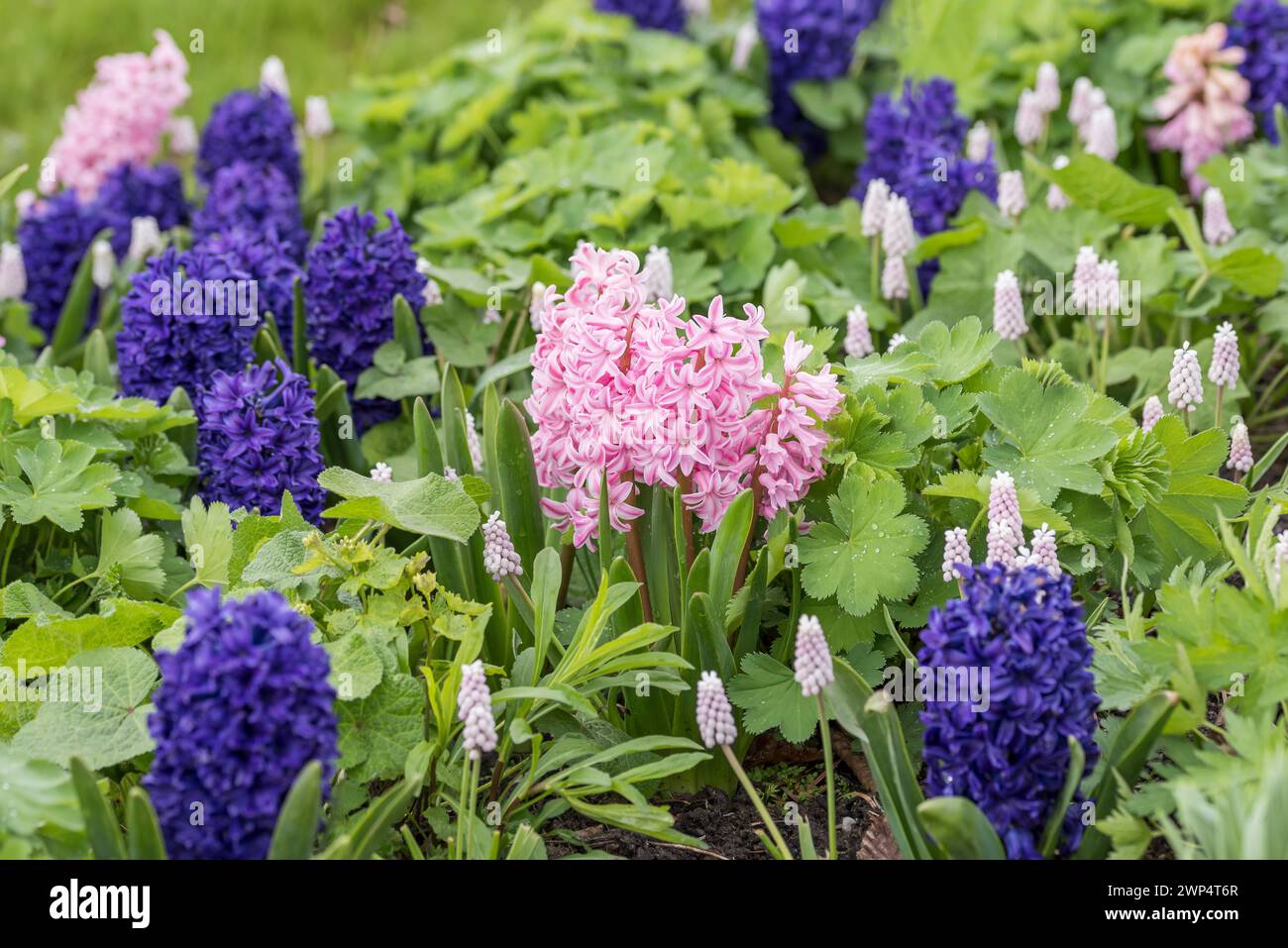 Hyacinthus fondant hi-res stock photography and images - Alamy
