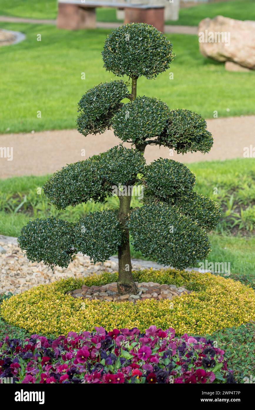 Japanese pod (Ilex crenata), IGA 2017, Germany Stock Photo - Alamy