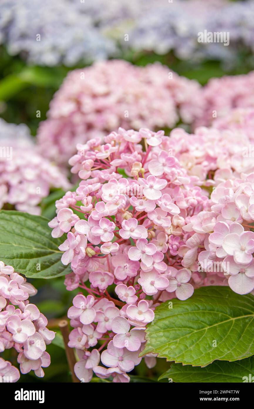 Garden hydrangea (Hydrangea macrophylla 'Ayesha'), Netherlands Stock ...
