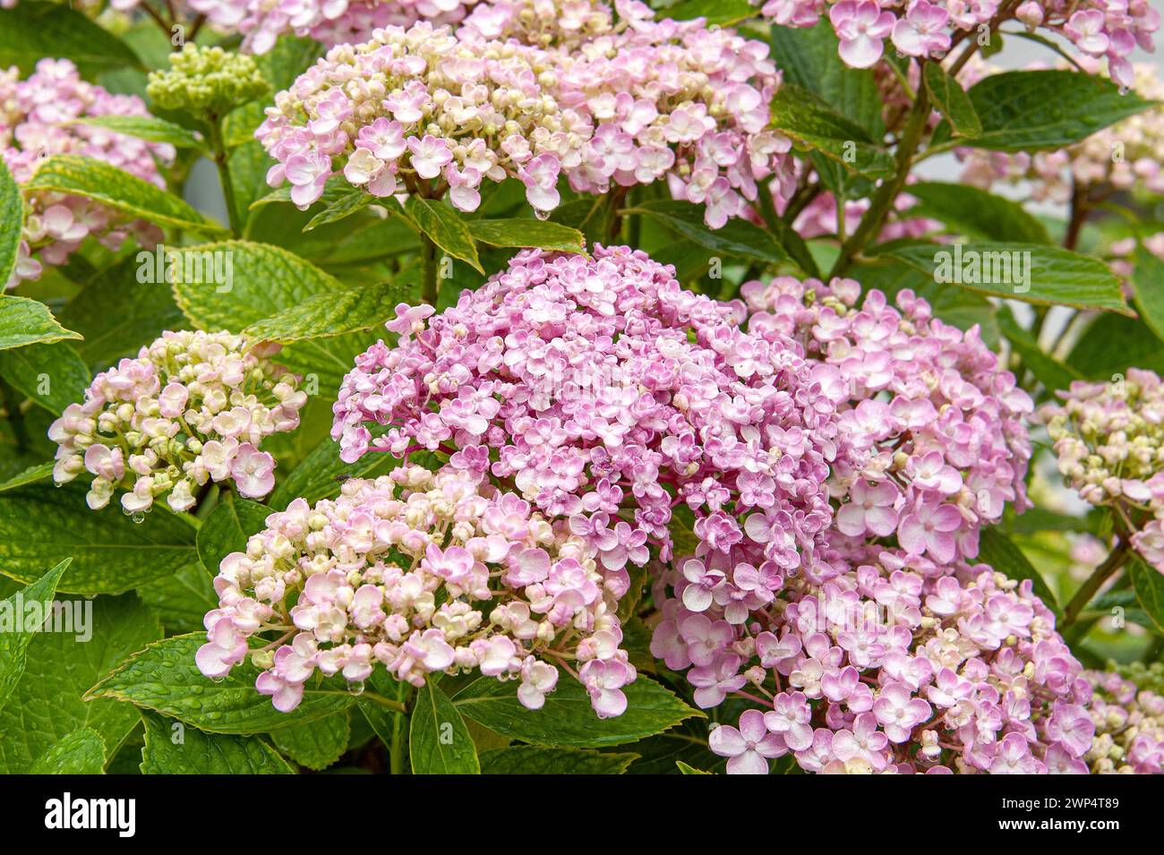 Garden hydrangea (Hydrangea macrophylla 'Ayesha'), Netherlands Stock ...