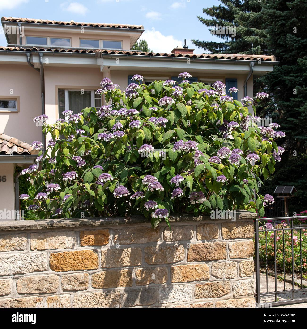 Velvet hydrangea (Hydrangea aspera 'Macrophylla'), Omsewitz, Germany ...