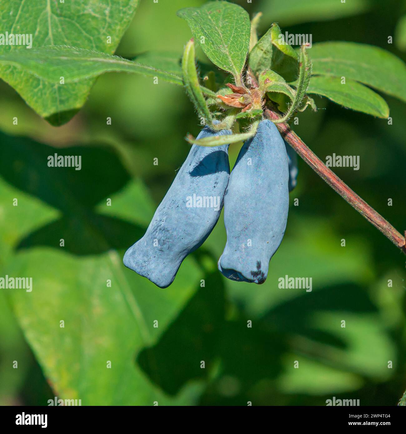Federal Plant Variety Office, Marq testing centre, Germany Stock Photo ...
