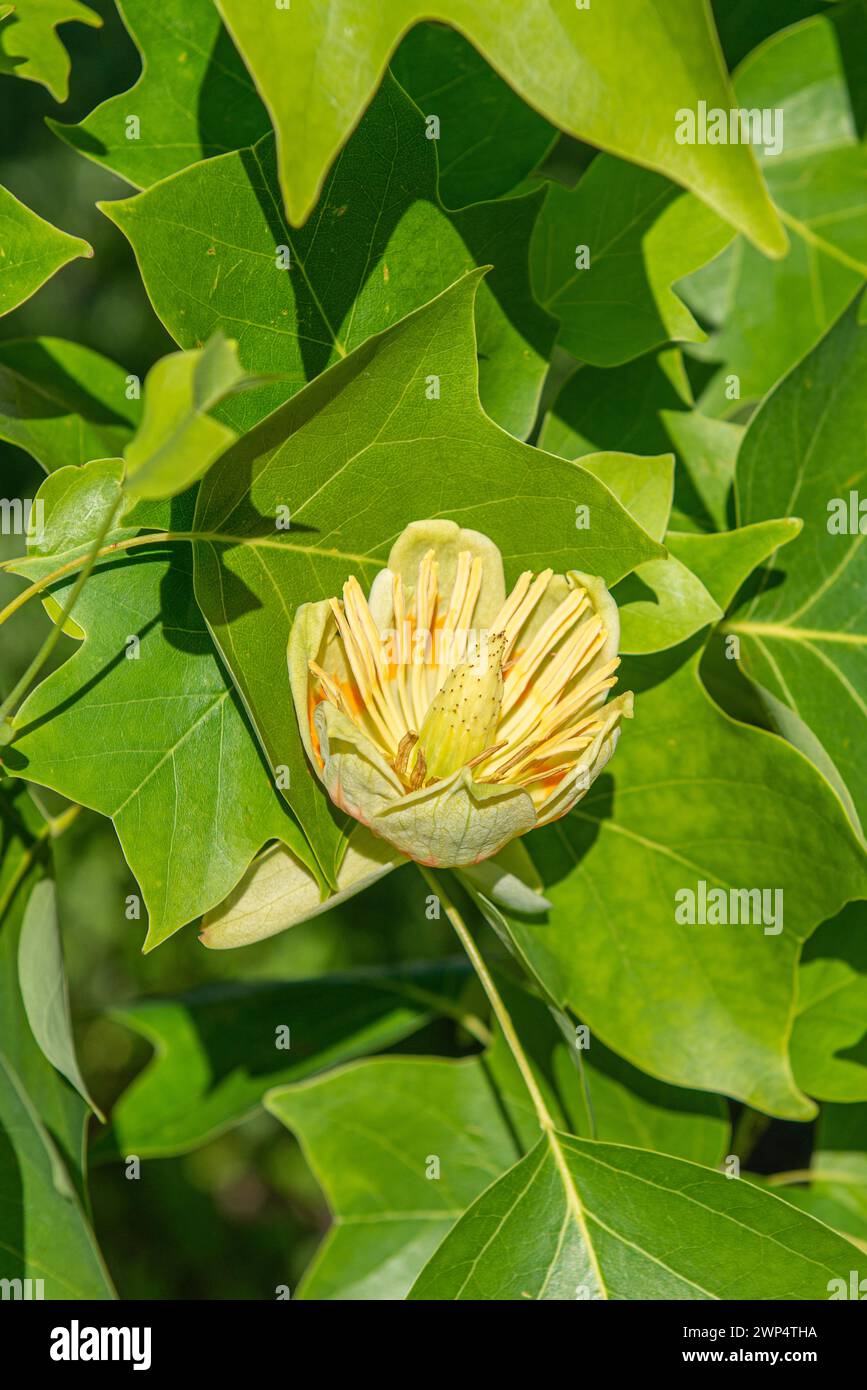 Federal plant variety office hi-res stock photography and images - Alamy