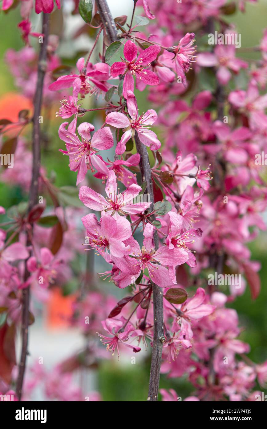 Hanging ornamental apple (Malus 'Royal Beauty'), BS Saemann, Germany ...