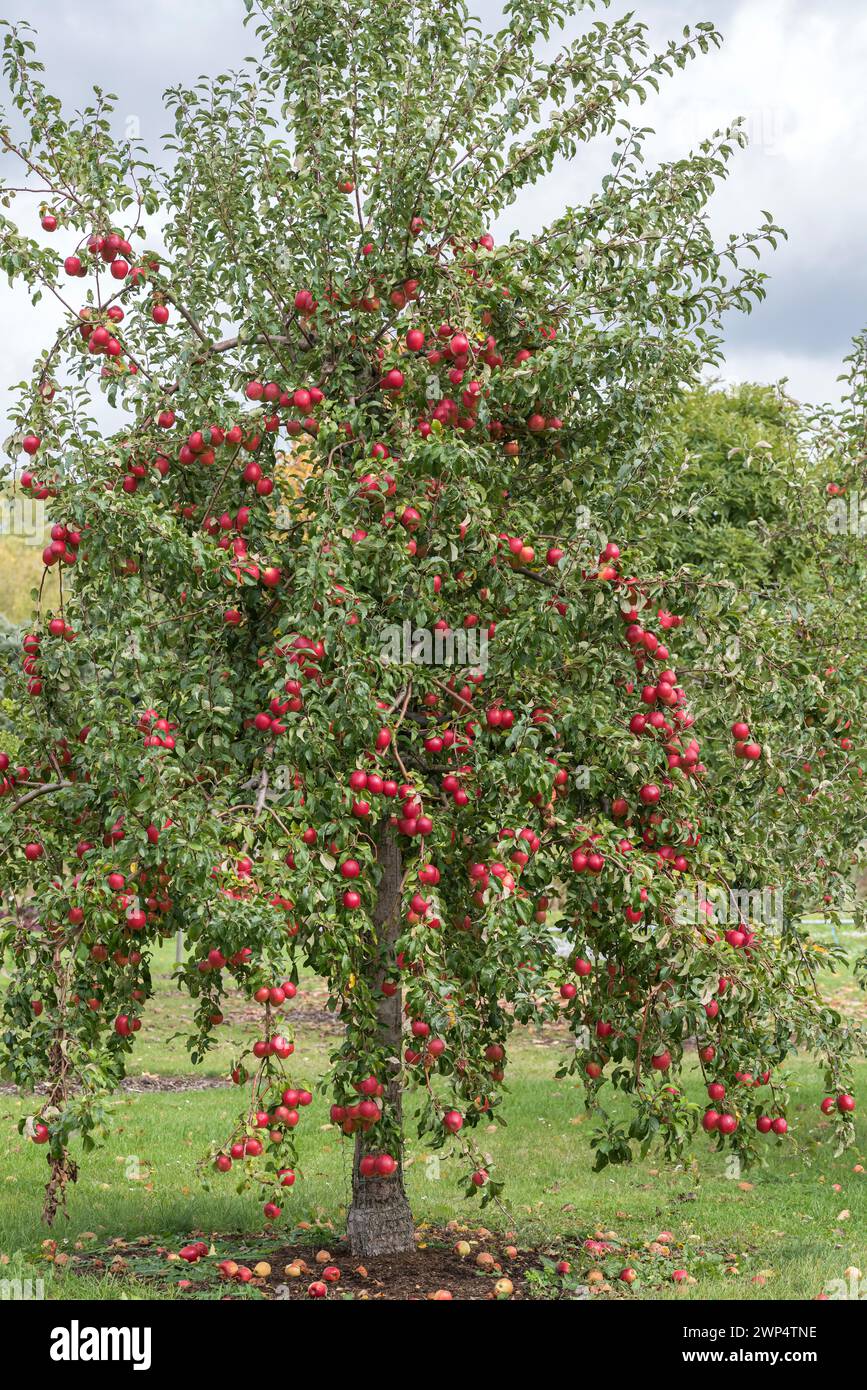 Apple (Malus domestica 'Rewena'), LVG Erfurt, Germany Stock Photo - Alamy