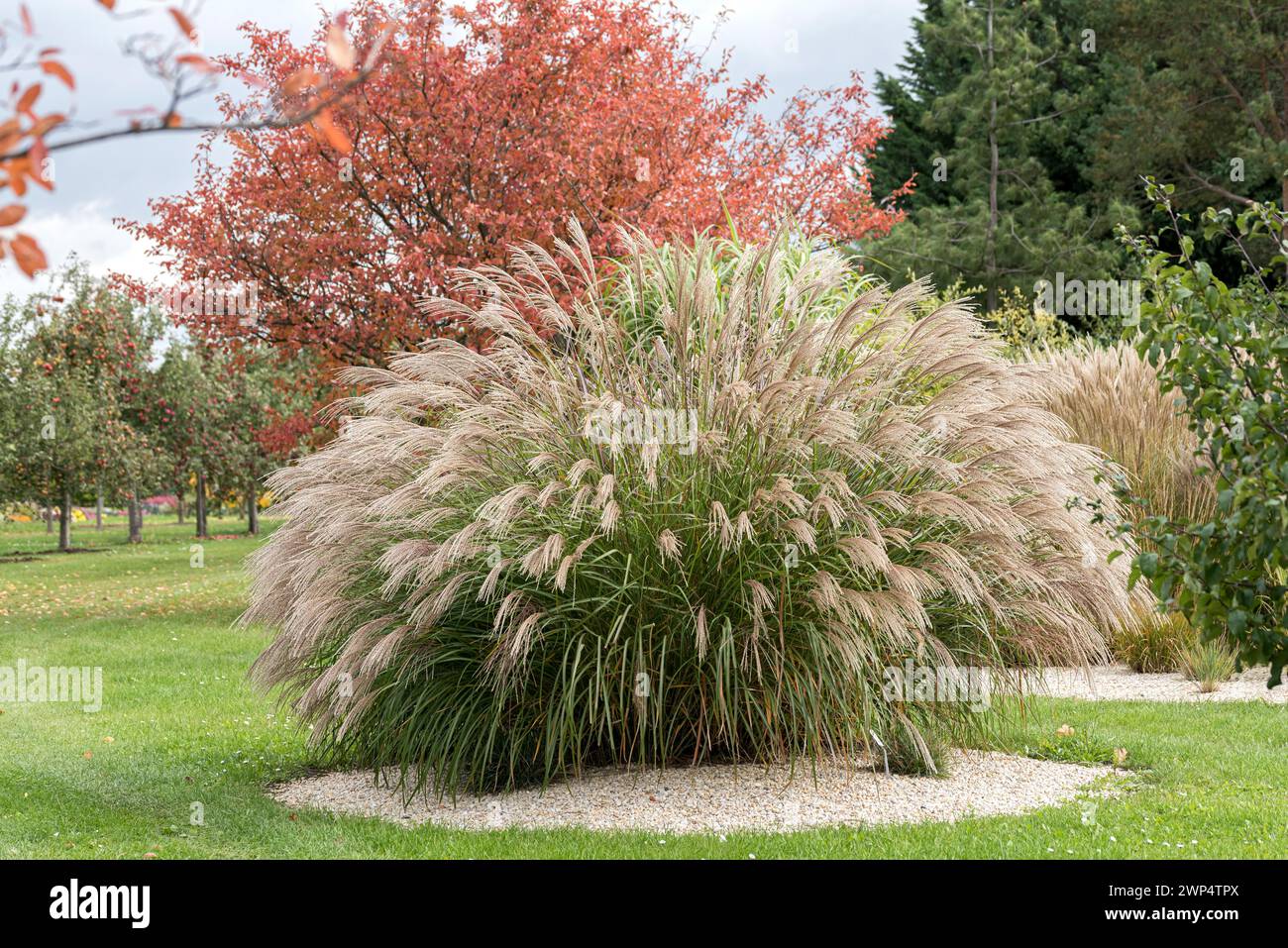 Chinese reed (Miscanthus sinensis 'Bogenlampe'), LVG Erfurt, Germany ...
