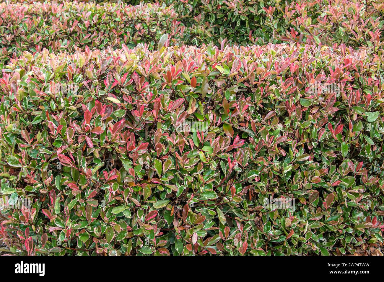 Photinia x fraseri PINK MARBLE, Saxon State Office for the Environment ...