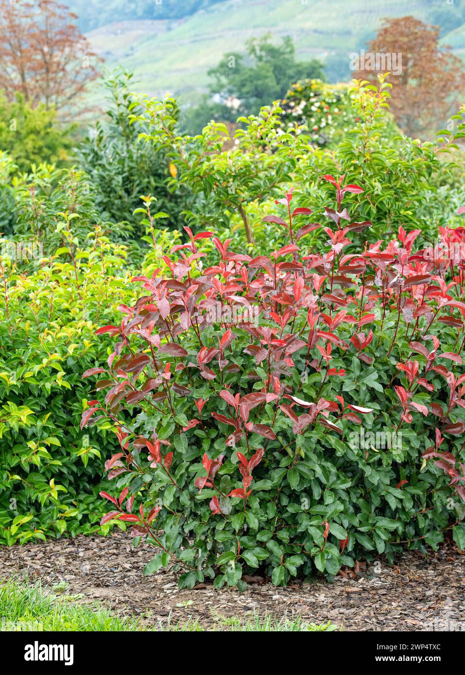 European loquat (Photinia x fraseri 'Camilvy'), Saxon State Office for ...