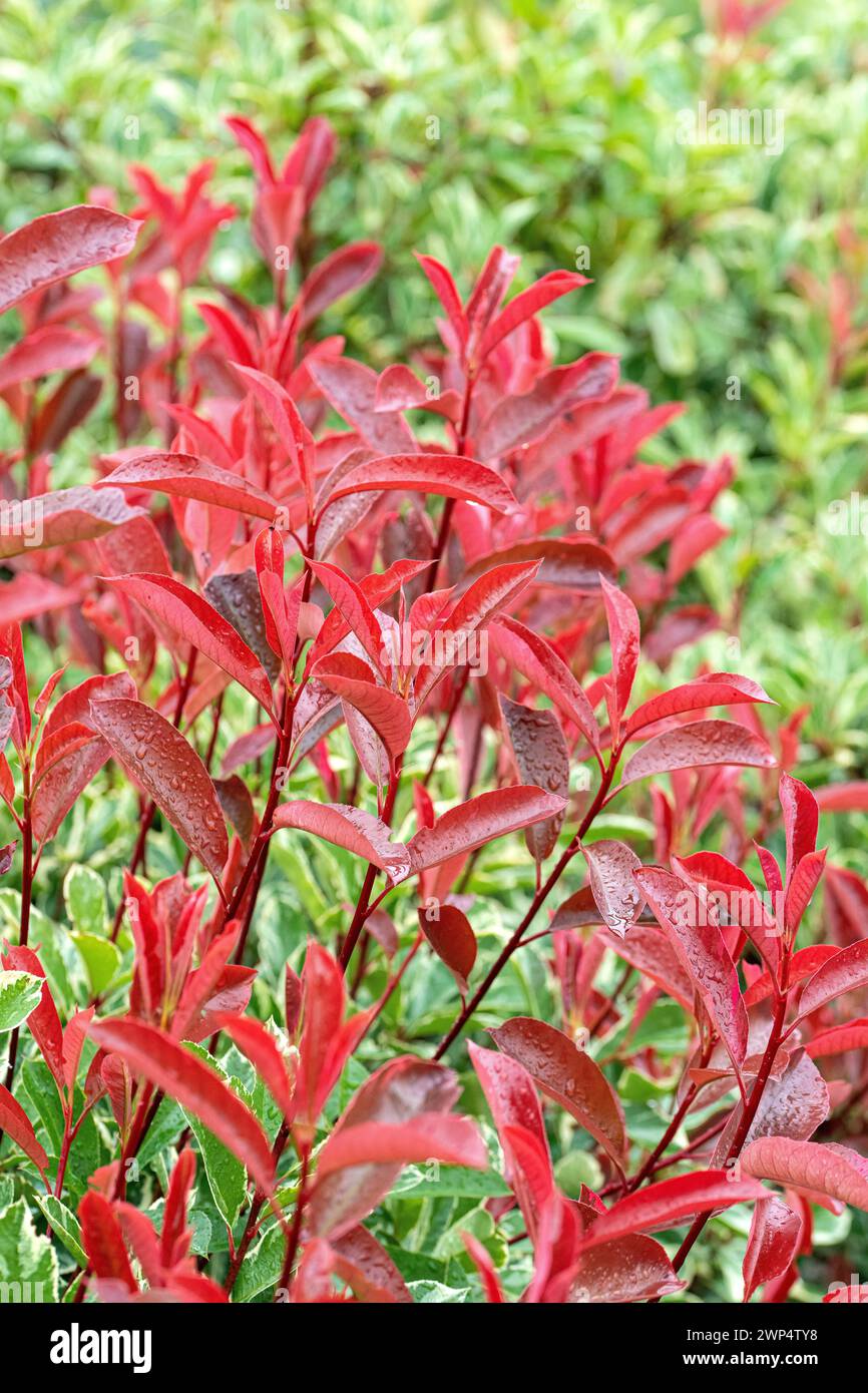 Photinia x fraseri PINK MARBLE, Saxon State Office for the Environment ...
