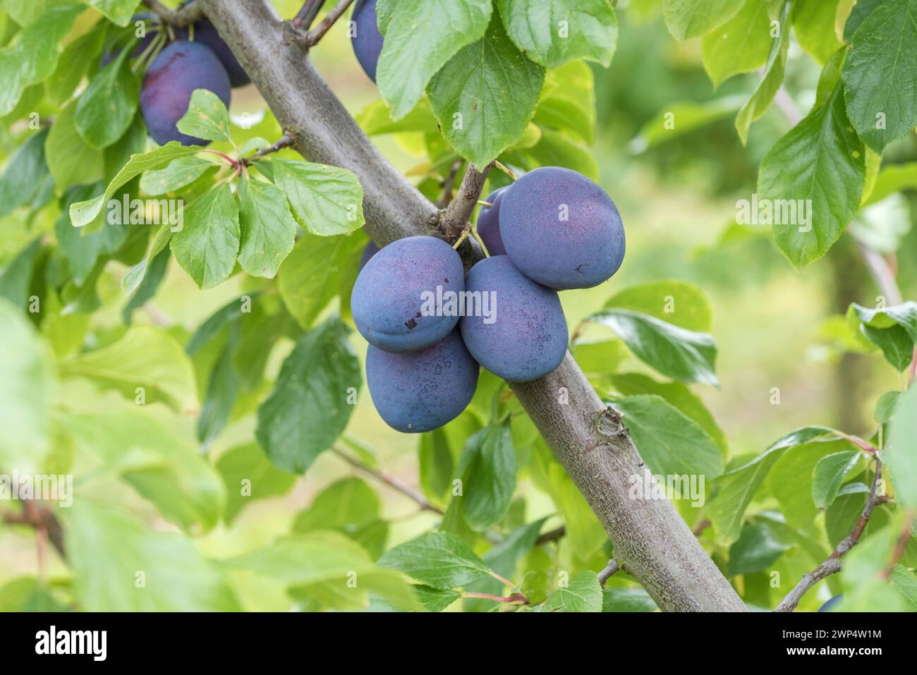 Plum (Prunus domestica 'President'), Bundessortenamt Pruefstelle Wurz ...