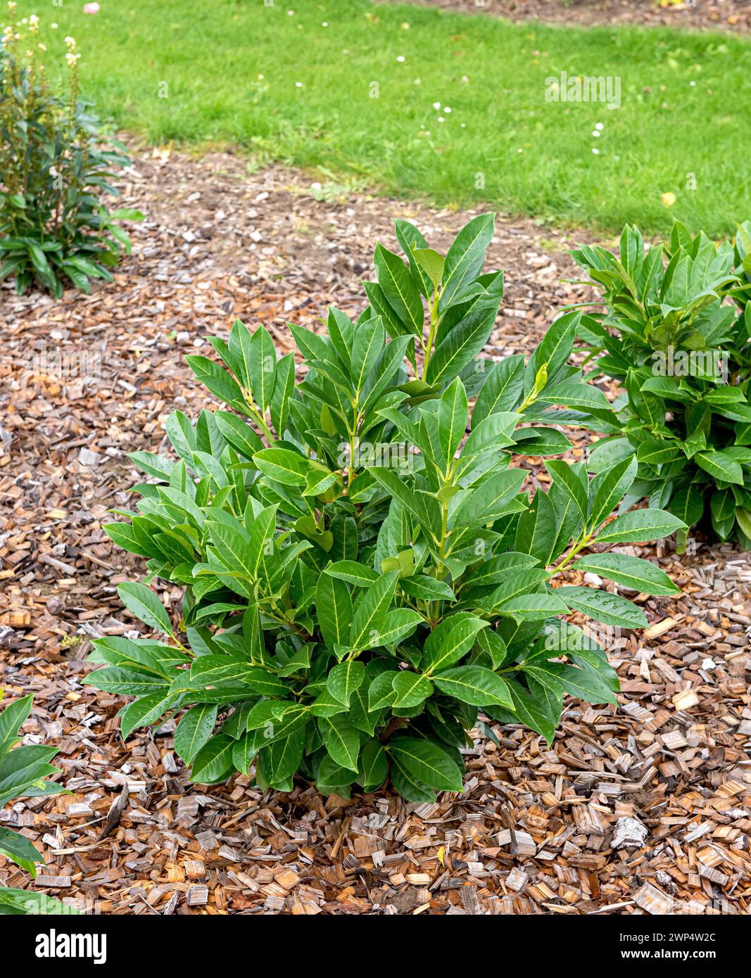 Laurel cherry (Prunus laurocerasus 'Greenpeace'), Saxon State Office ...