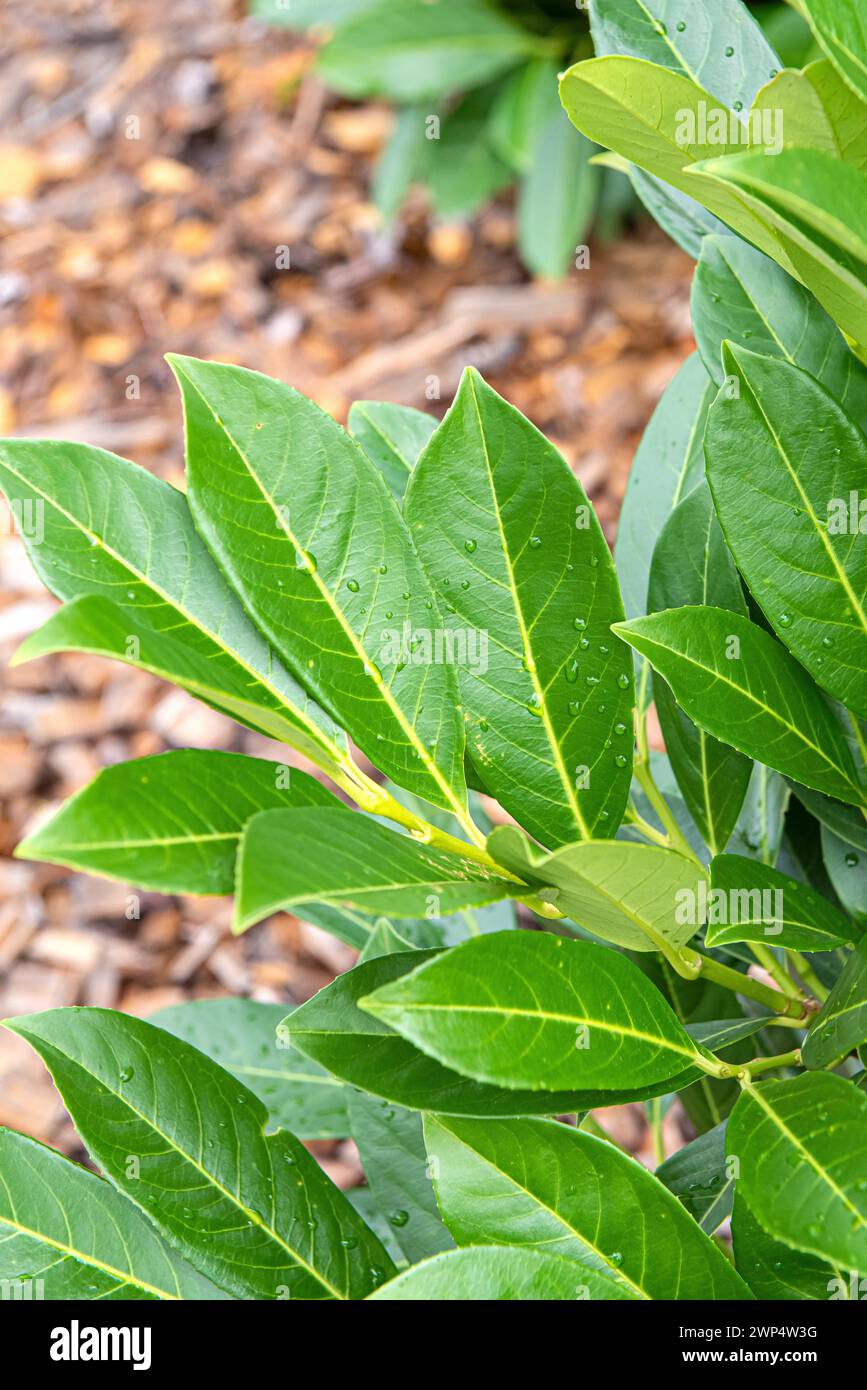 Laurel cherry (Prunus laurocerasus 'Greenpeace'), Saxon State Office ...
