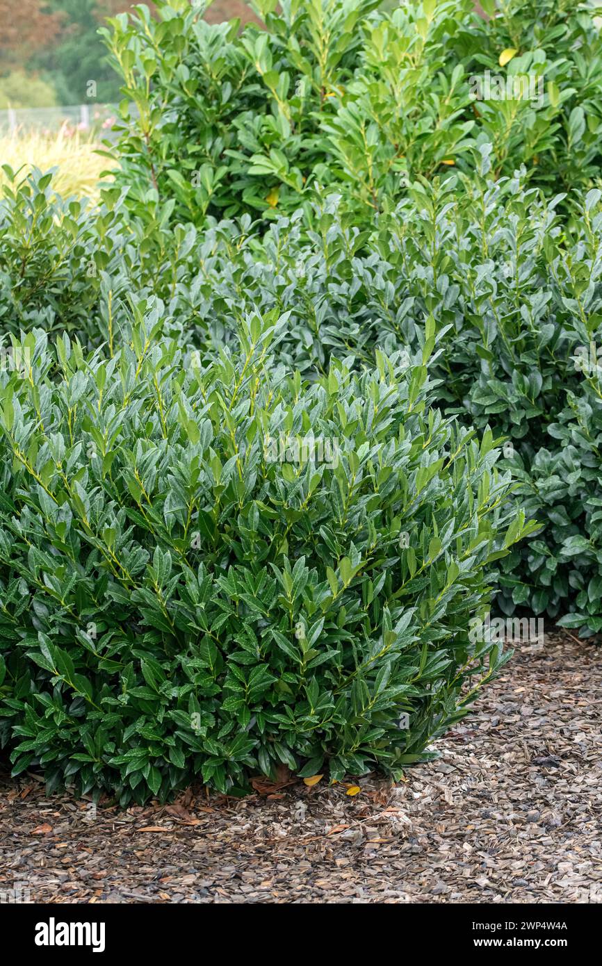 Laurel cherry (Prunus laurocerasus 'Otto Luyken'), Saxon State Office ...