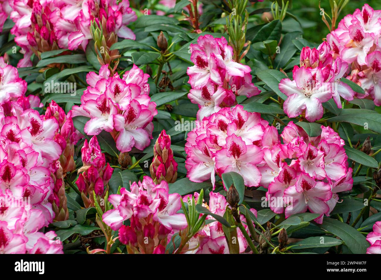 Rhododendron (Rhododendron 'Hachmann's Charmant'), Rhodo 2014, Germany ...