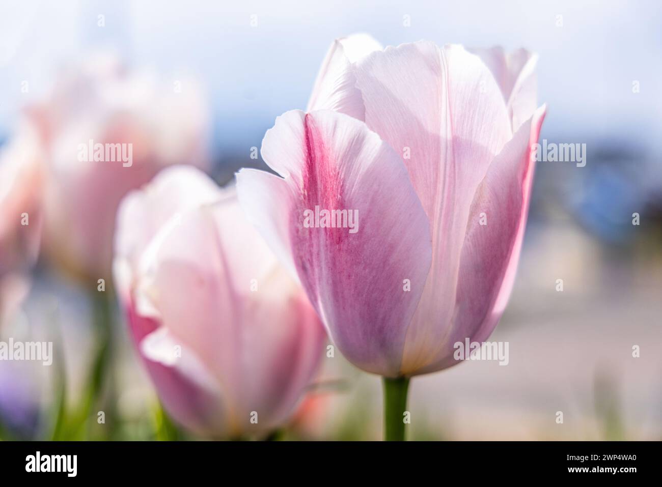 Amble, Morpeth, Northumberland, England, Great Briton, United Kingdom ...