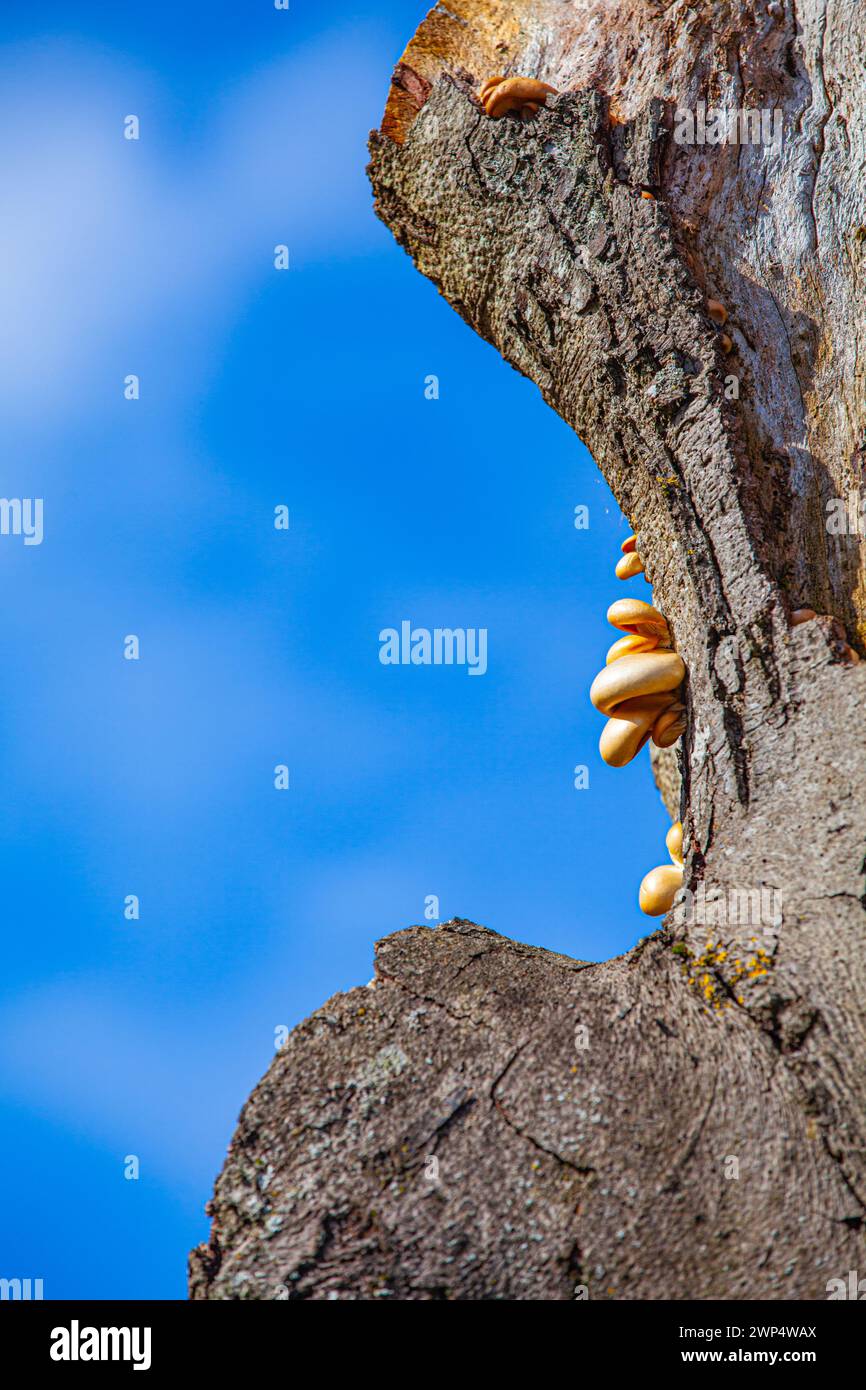 Fungi growing on a dead and rotting tree trunk Stock Photo - Alamy