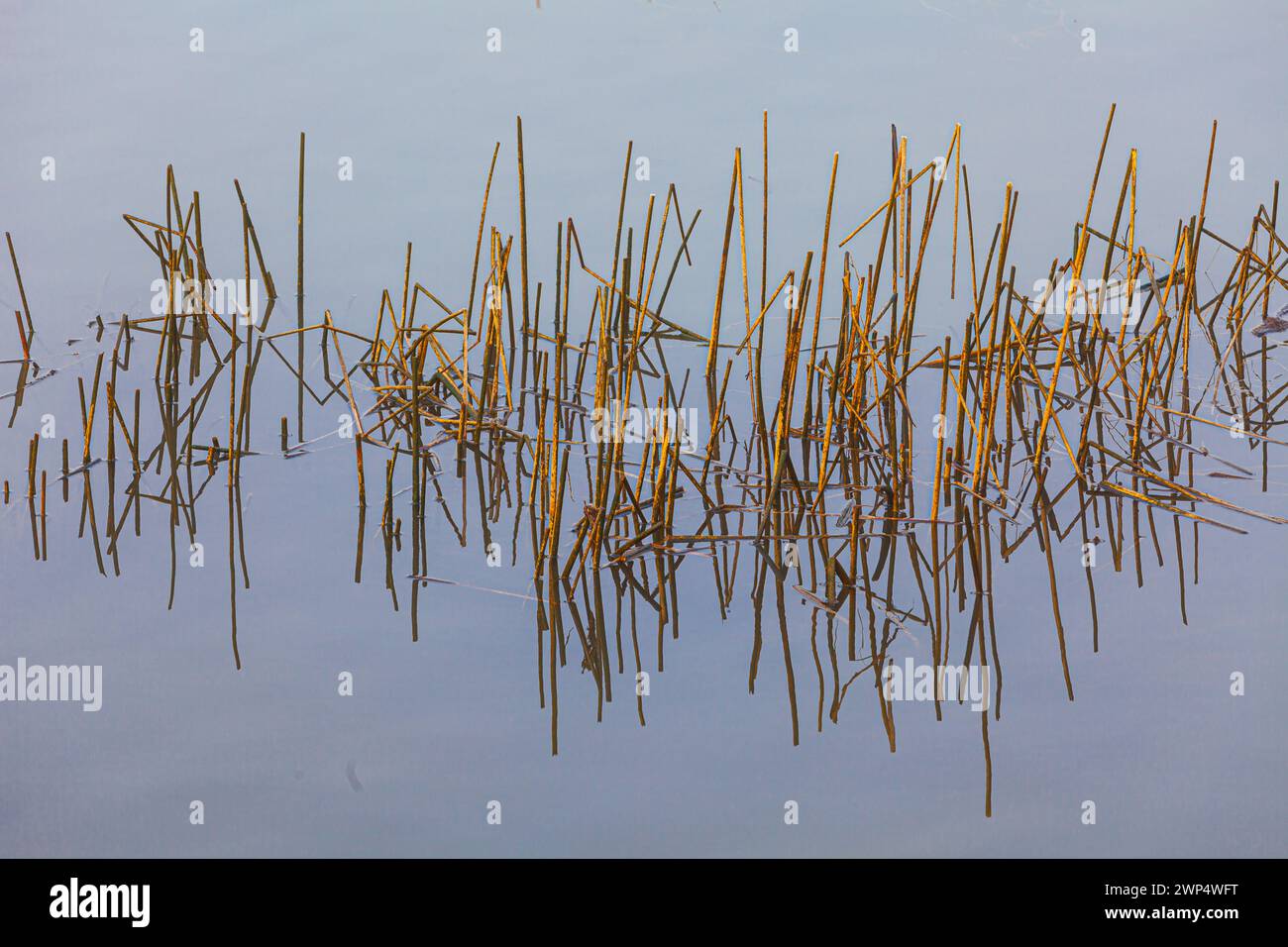 Abstract image of dried reeds and smooth water in Steveston Canada ...