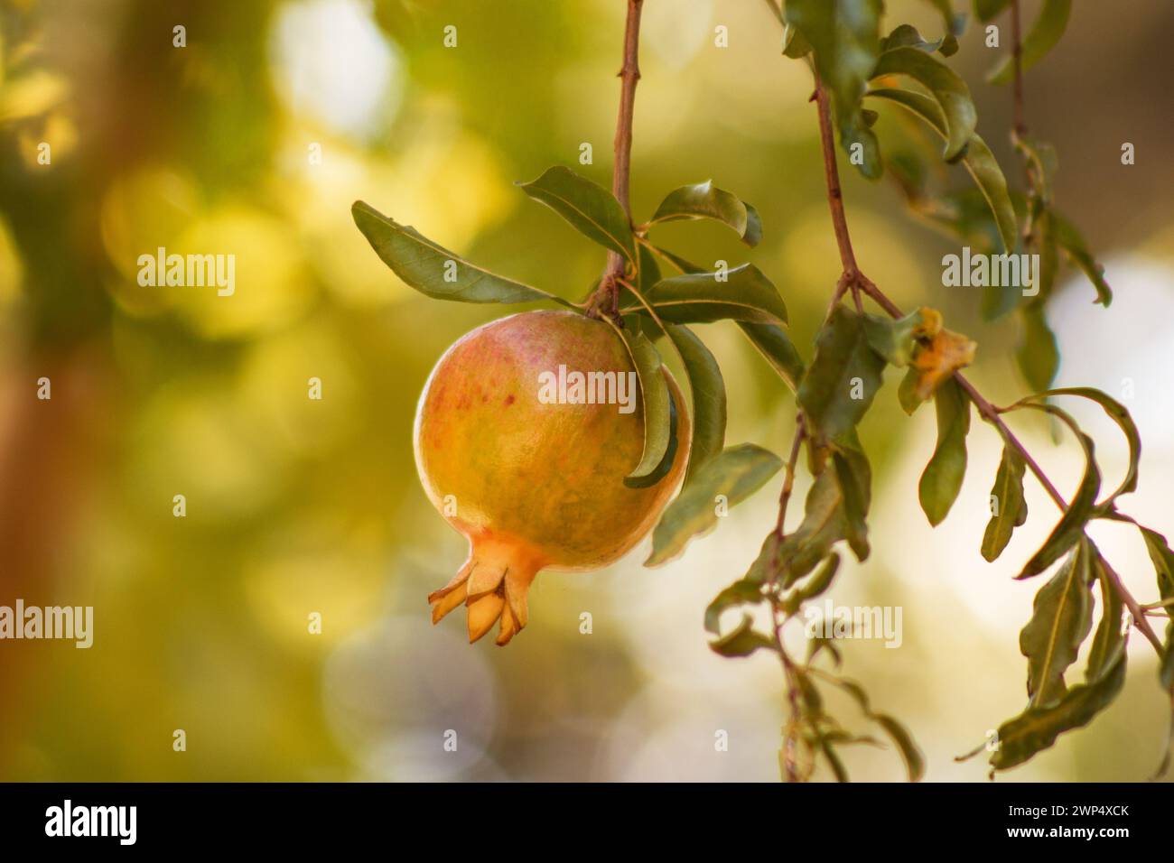 Pomegranate fruit hanging (Punica granatum) on the tree Stock Photo - Alamy