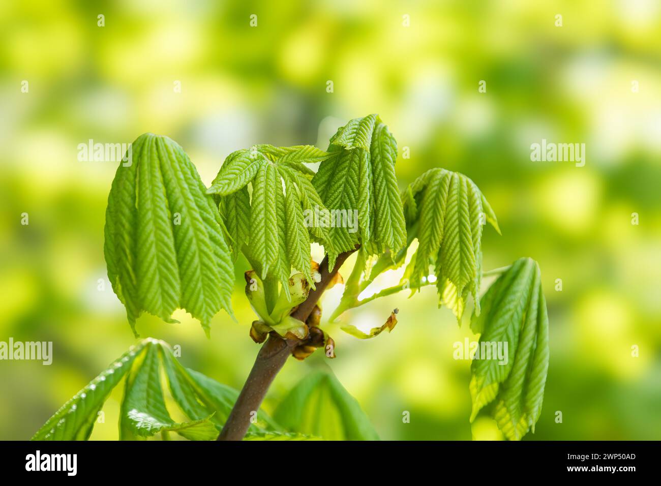 Buckeye tree conker hi-res stock photography and images - Alamy