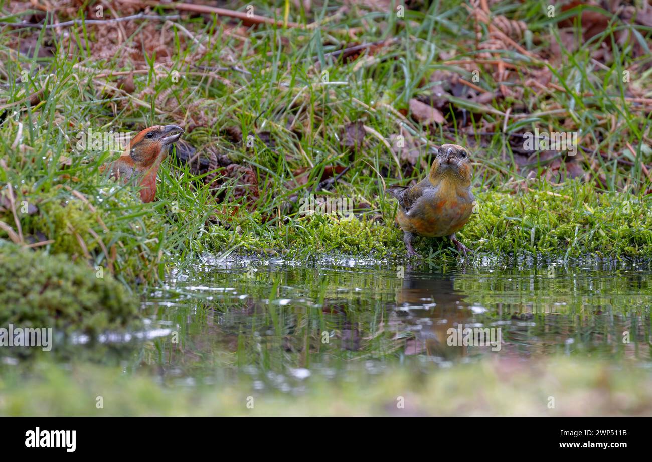 A Male & Female Common Crossbill Loxia curvirostra drinking from a ...