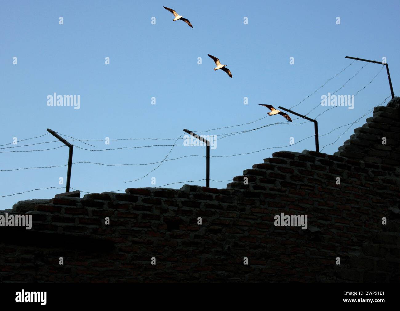 prison wall and electric fences, birds flying in the background ... prison wall and electric fences, birds flying in the background ...