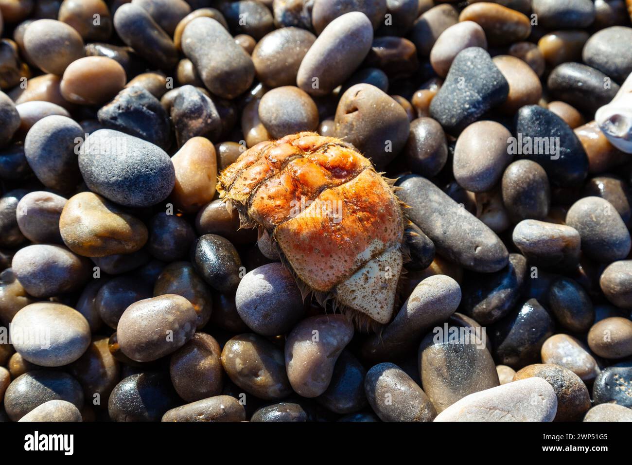 Orange crustacean shell on Beer Beach, Jurassic Coast, Devon, England ...