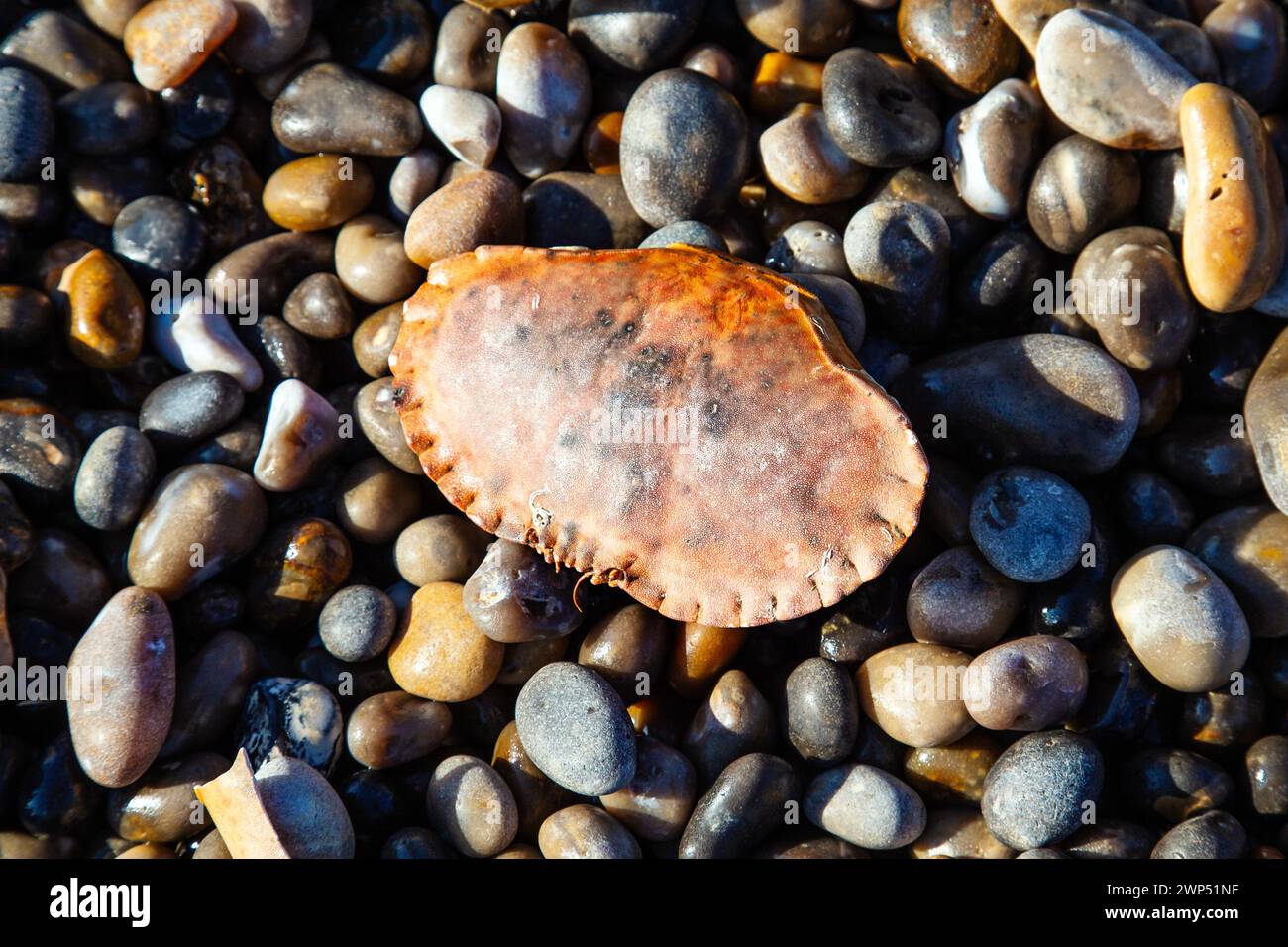 Edible crab shell (Cancer pagurus) on Beer Beach, Jurassic Coast, Devon ...