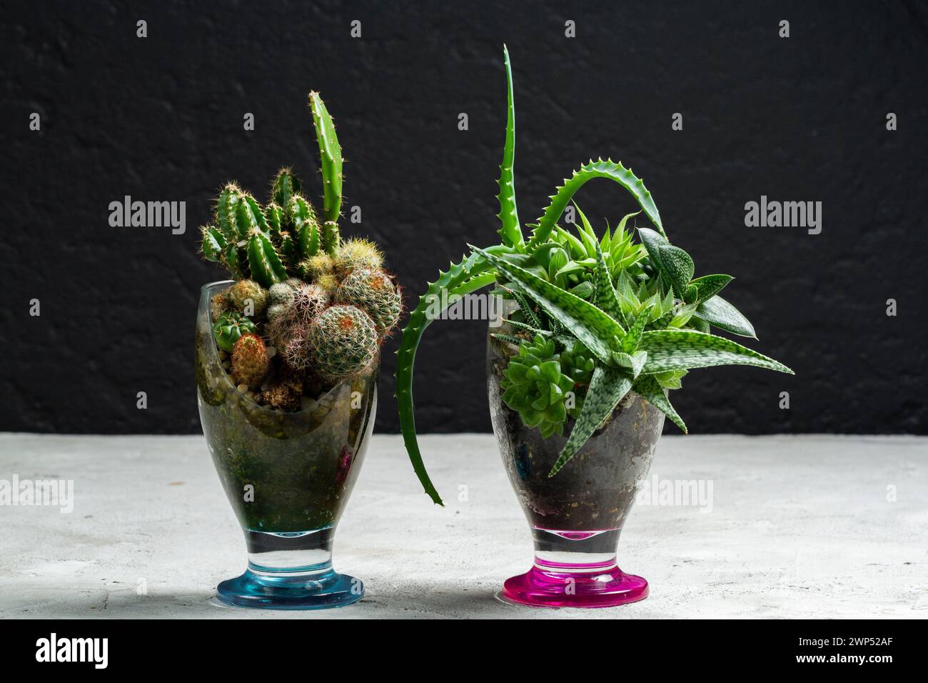 Succulent Plants and Cacti in Recycled Broken Canopy Stock Photo - Alamy
