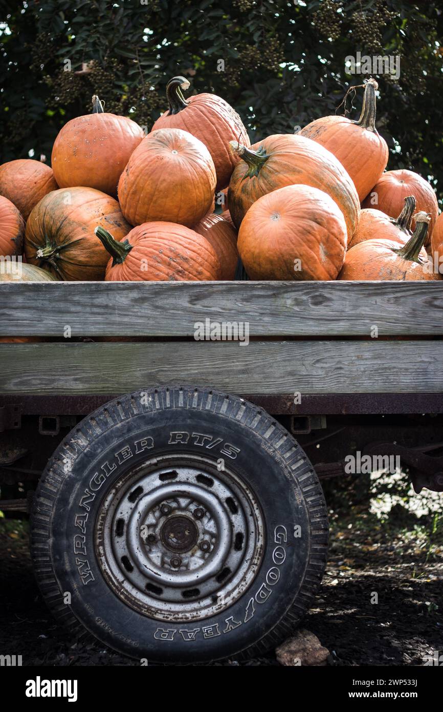 A pile of pumpkins overflowing from a wooden trailer Stock Photo - Alamy