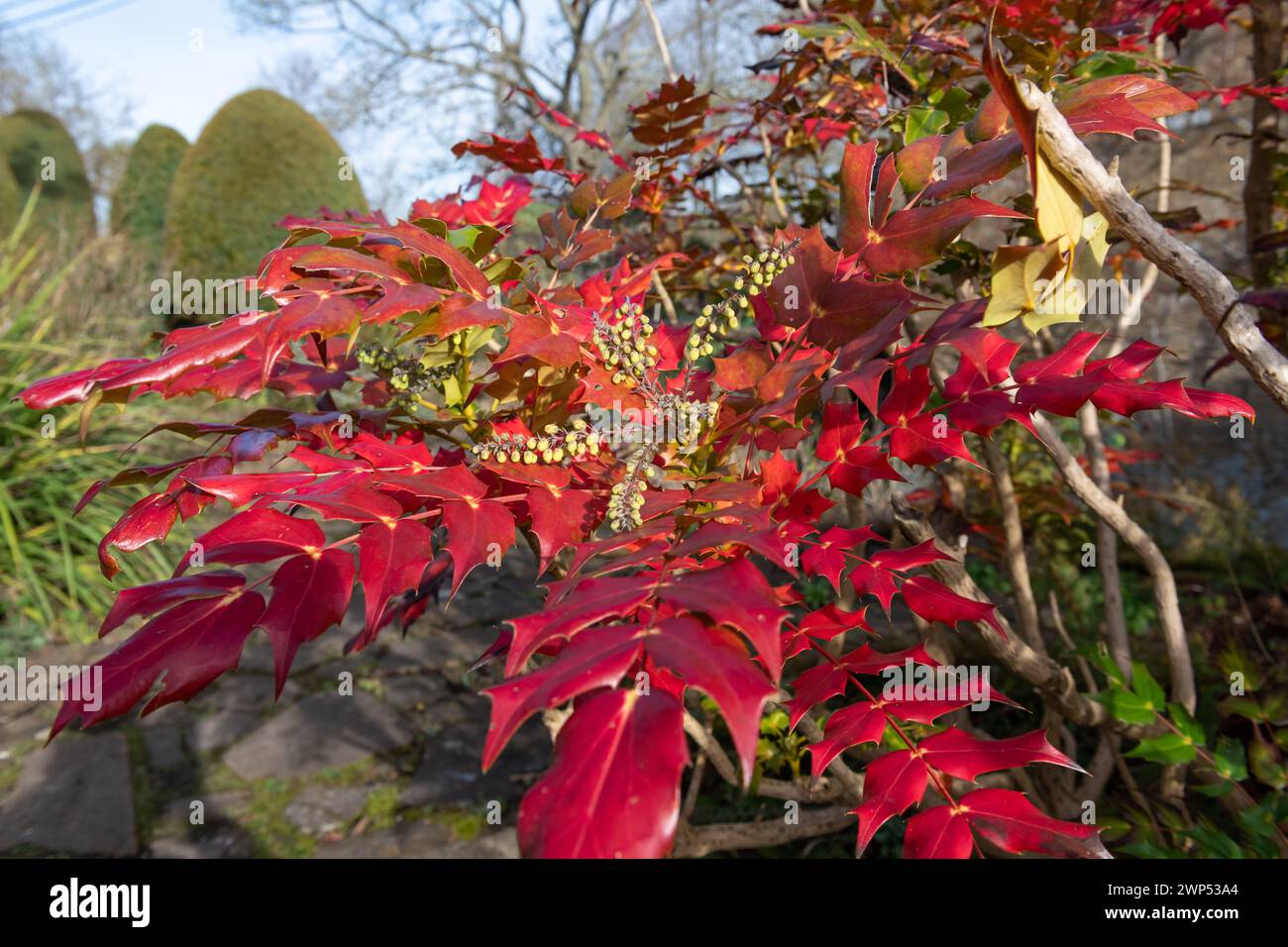 Close up of mahonia flowers emerging into bloom Stock Photo - Alamy