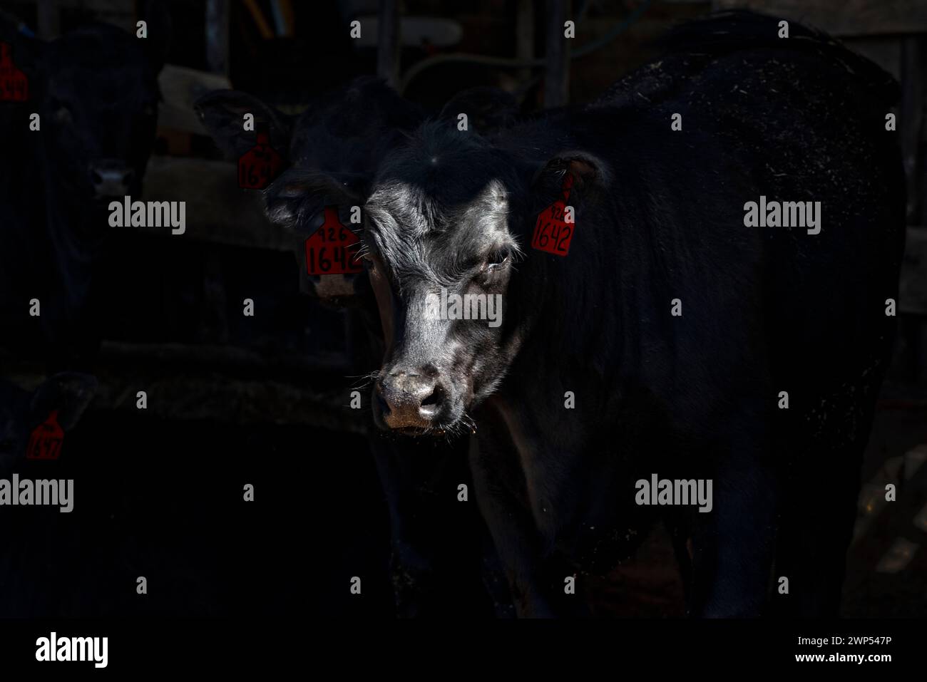 Black angus beef cow hi-res stock photography and images - Alamy