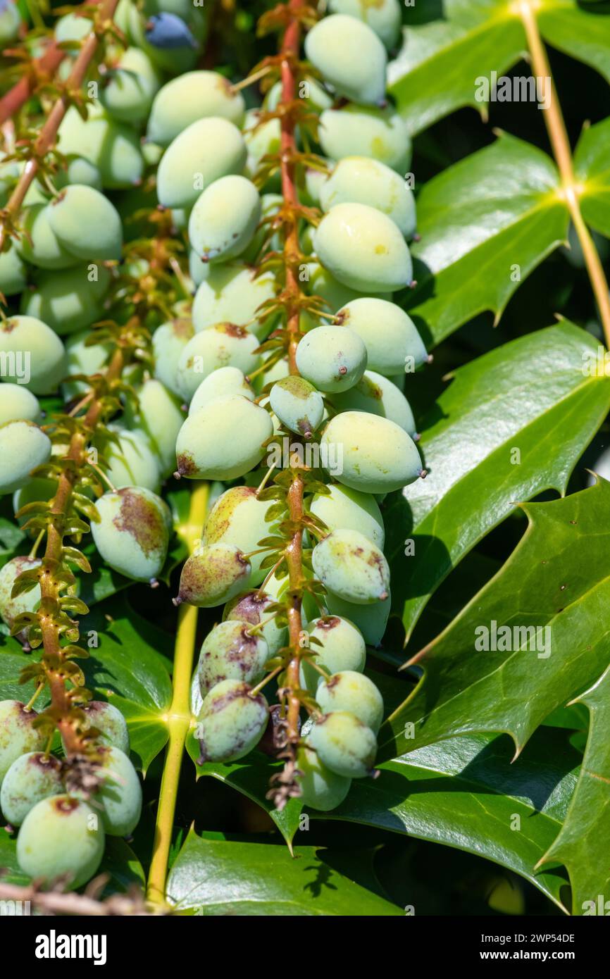 Mahonia lomariifolia winter hi-res stock photography and images - Alamy