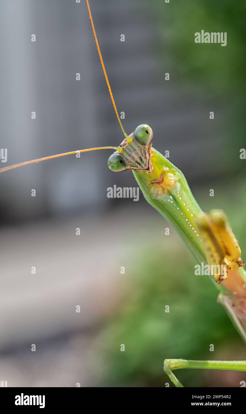 A Praying Mantis poses for a portrait Stock Photo - Alamy