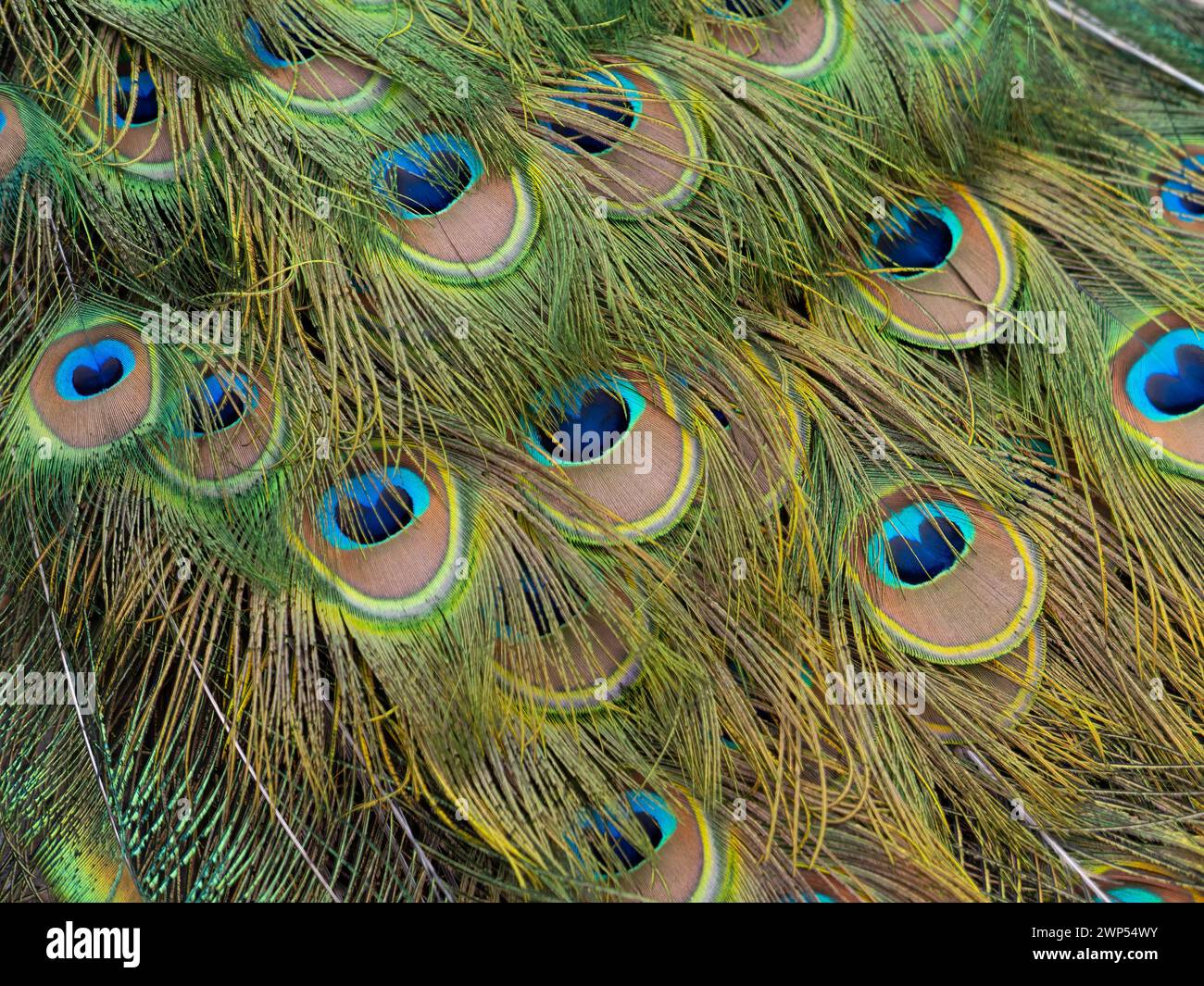 Soft plumes hi-res stock photography and images - Alamy