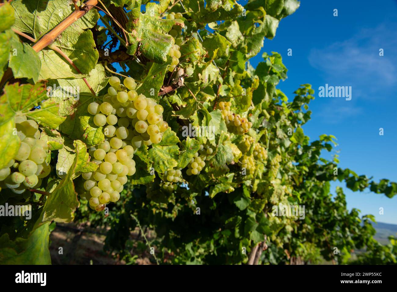 Grapes on the Vine shortly before Harvest Stock Photo - Alamy