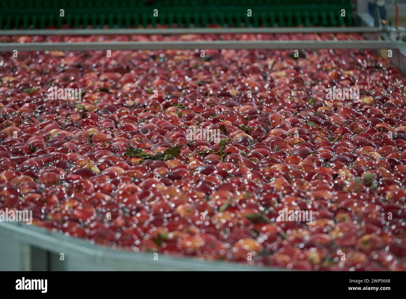 Apples going through wash in processing plant Stock Photo - Alamy