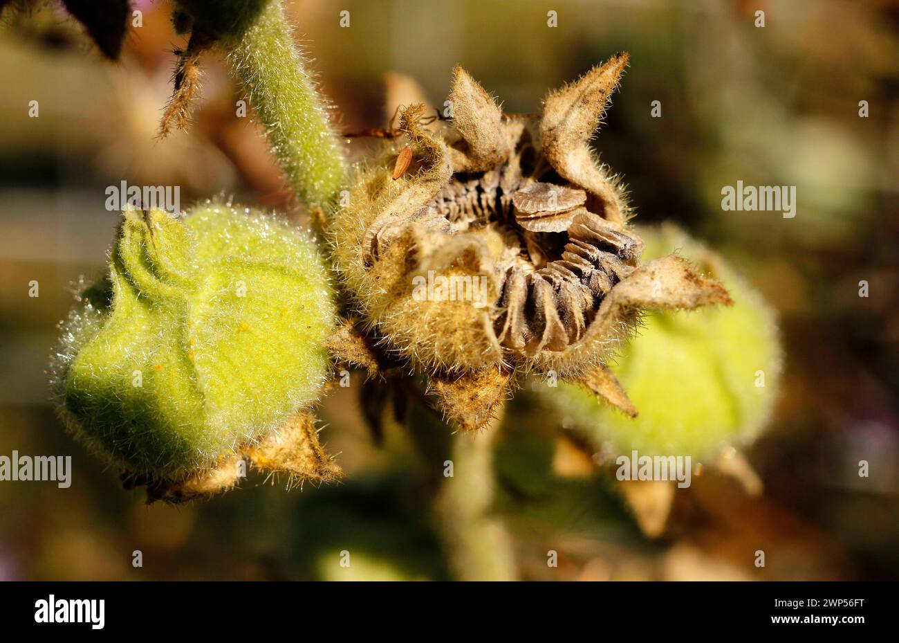 Alcea taurica 'Russian Hollyhock' - SEEDS Stock Photo - Alamy