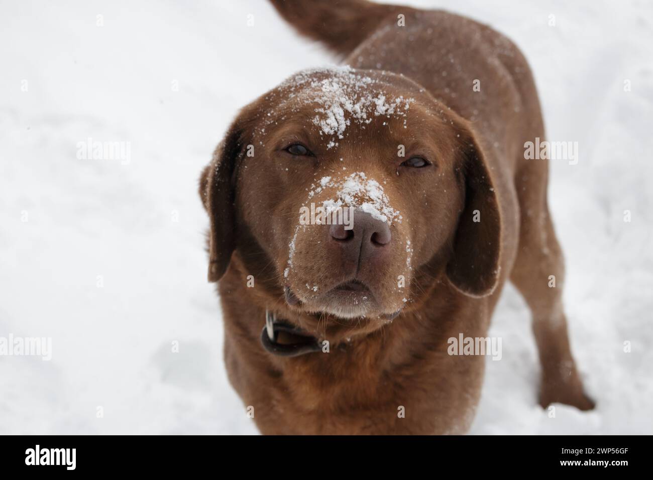 Large brown pet dog with snow on face Stock Photo - Alamy