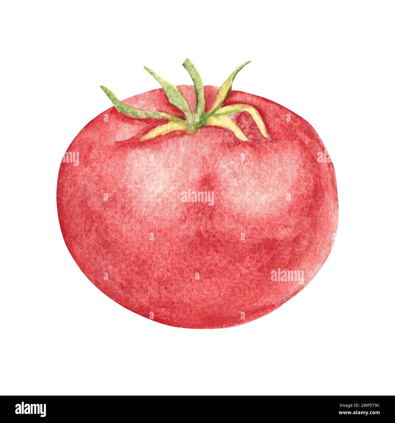 Tomato hand drawn botanical watercolor illustration isolated on white ...