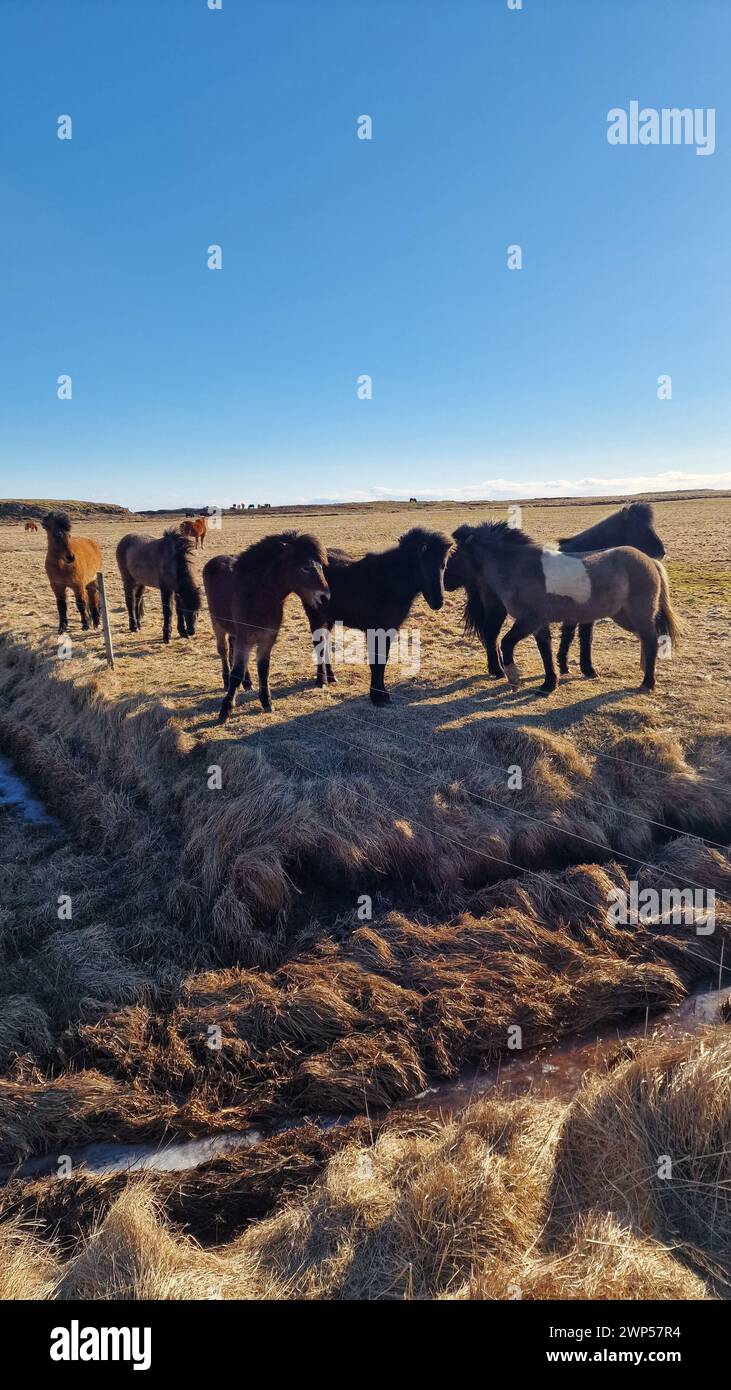 Icelandic wild horses in arctic region, spectacular nordic breed of ...