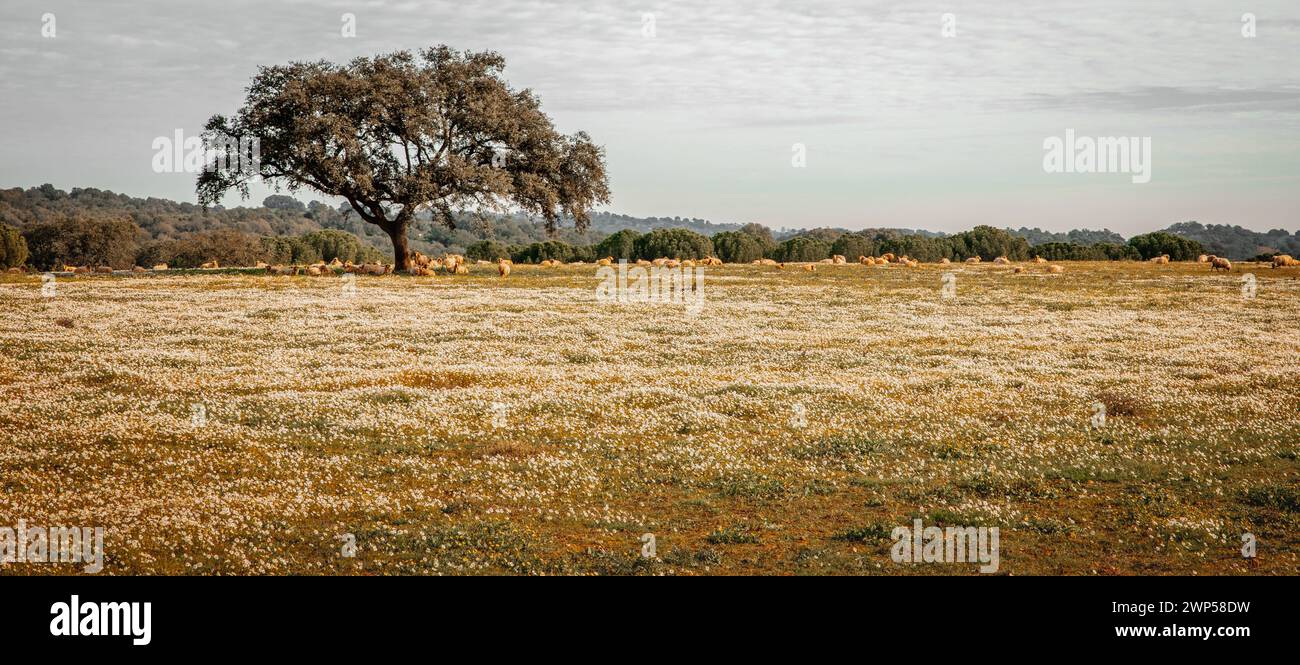 Alentejo Portugal rural scenery Typical landscape in Alentejo with ...