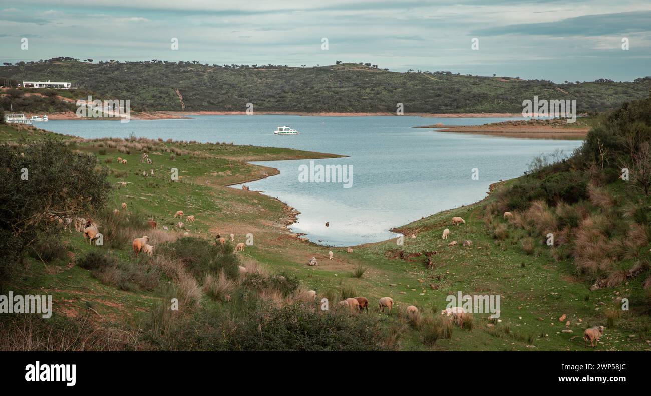 domesticated herd animals in the landscape in Europe a herd of sheep in ...