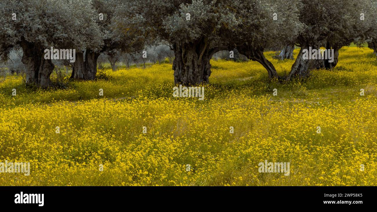Olive tree field alentejo hi-res stock photography and images - Alamy