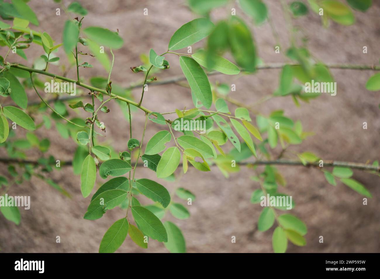 Katuk (Sauropus androgynus, star gooseberry) leaves with a natural background. Used as herbal ...
